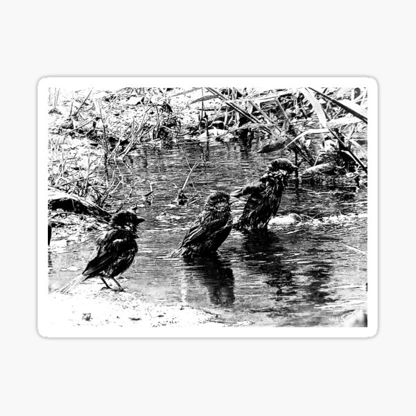 "Bird bath" Sticker for Sale by HaymanArt | Redbubble