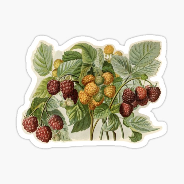 "Here We Go Round the Mulberry Bush" Sticker for Sale by ZinZoe | Redbubble