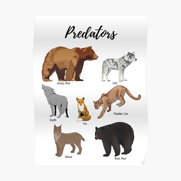 "Predator wild animals" Poster by PrintedPoppy | Redbubble
