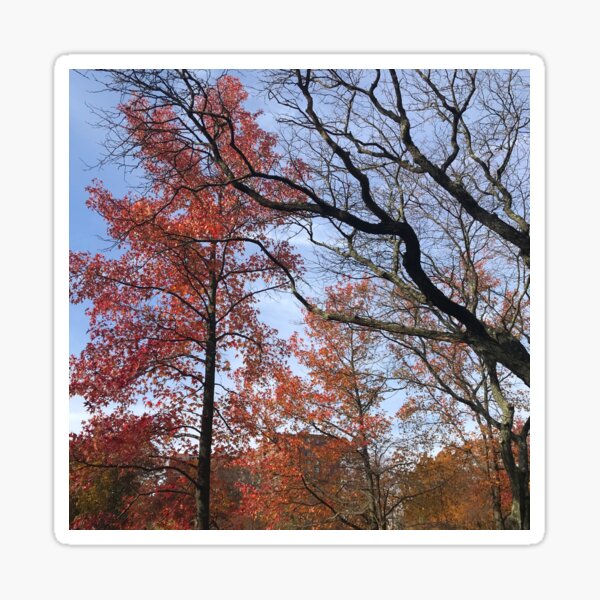 "Autumn Trees" Sticker by art-dreams | Redbubble