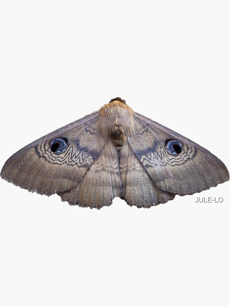 "Australian Brown House Moth" Sticker for Sale by JULE-LO | Redbubble