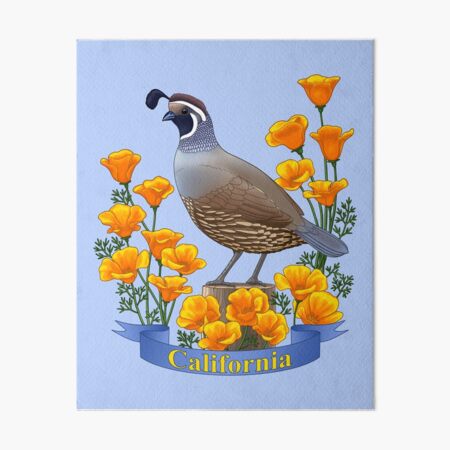 "California State Bird and Flower Quail and Golden Poppy" Art Board ...