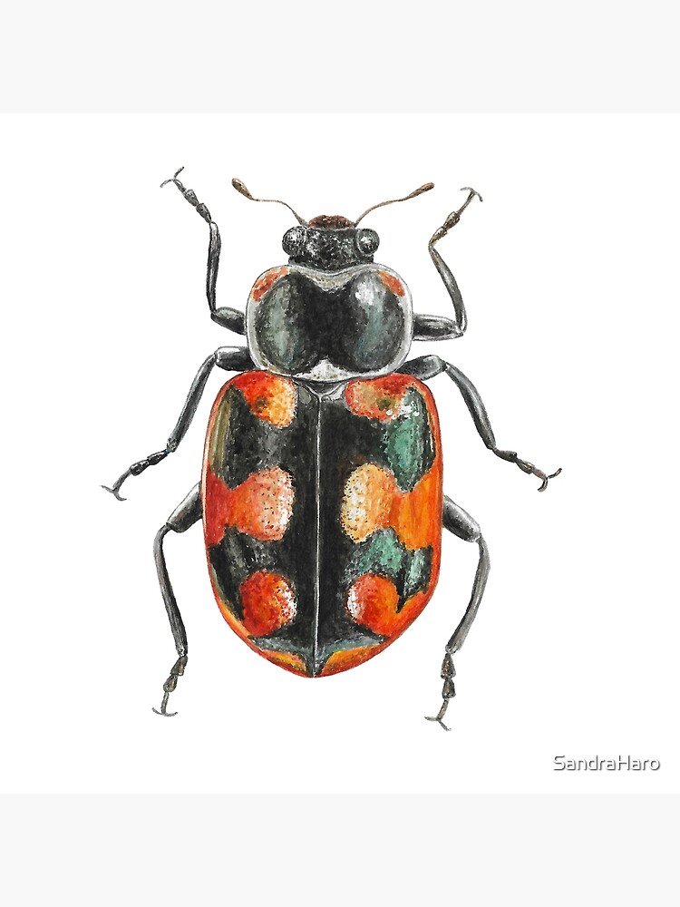Póster «Chinita chilena (Eriopis chilensis)» de SandraHaro | Redbubble