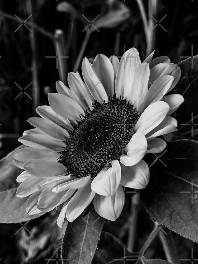 "Sunflower Bloom BW" Sticker for Sale by midsama | Redbubble