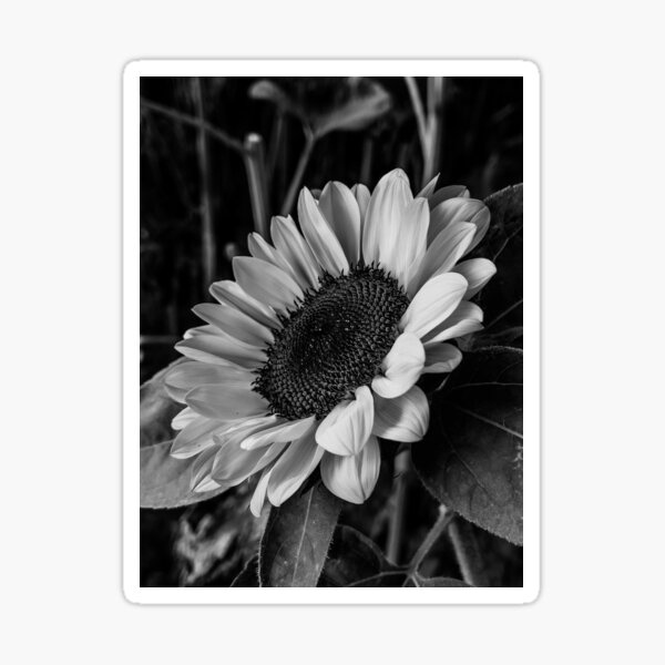 "Sunflower Bloom BW" Sticker for Sale by midsama | Redbubble