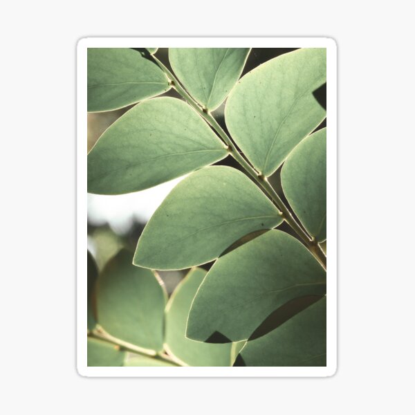"Green Leaves Summer Plants & Sun" Sticker for Sale by monoto | Redbubble