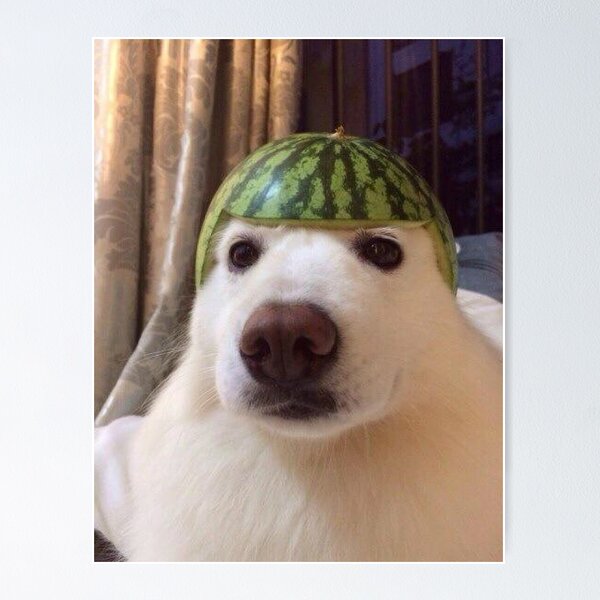 "dog watermelon hat" Poster by MadoScientist | Redbubble