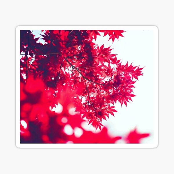 "Japanese Red Maple Tree" Sticker for Sale by Niravthacker9 | Redbubble