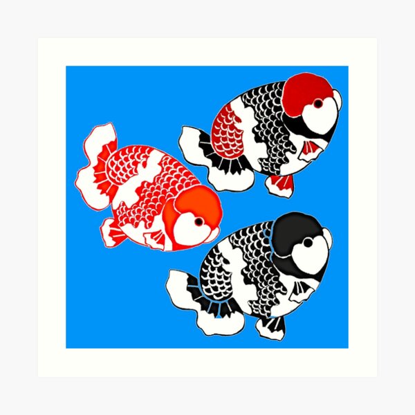 "Ranchu Tri Color, Red and White, Black and White Goldfish Side View ...