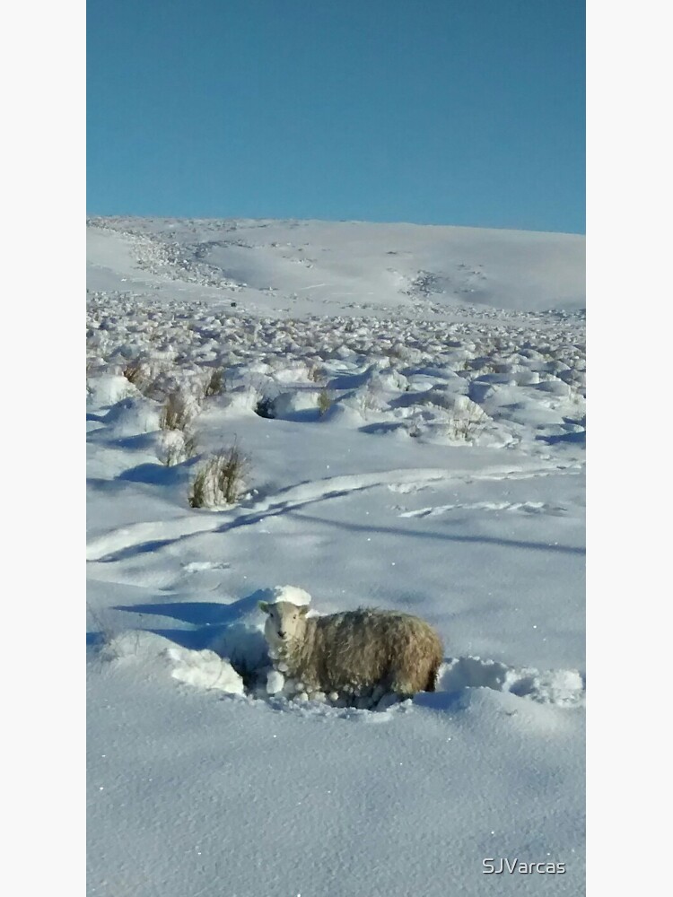 "This Is Why Sheep are Covered in Wool!" Sticker for Sale by SJVarcas ...