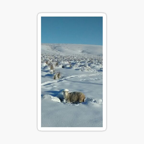 "This Is Why Sheep are Covered in Wool!" Sticker for Sale by SJVarcas ...