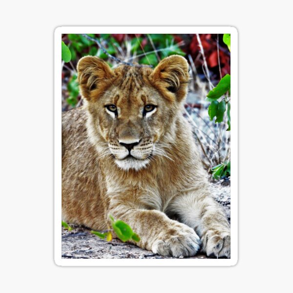 "Simba, future jungle king" Sticker for Sale by Manikie | Redbubble