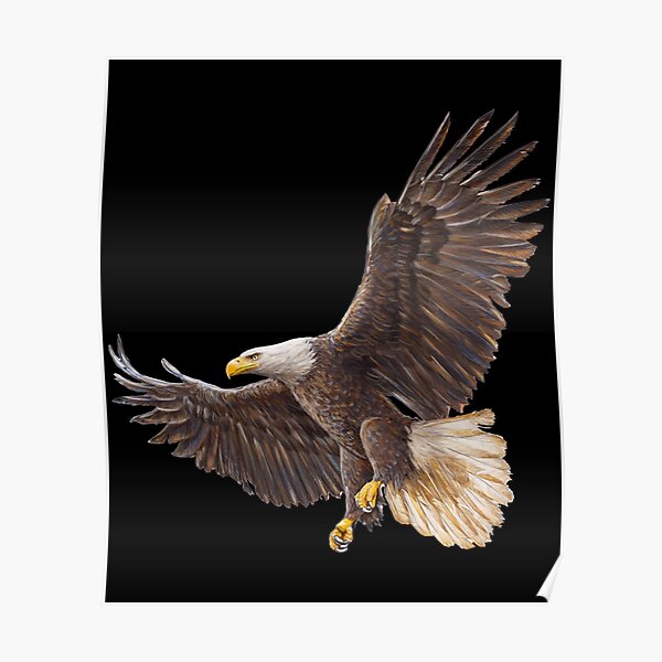 "Bald eagle" Poster for Sale by EcoZiani | Redbubble
