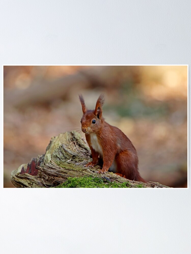 "Red squirrel" Poster by MargrietV | Redbubble