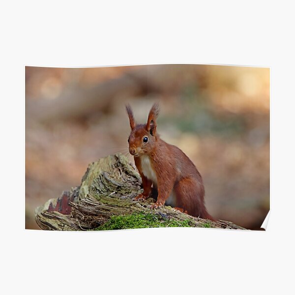 "Red squirrel" Poster by MargrietV | Redbubble