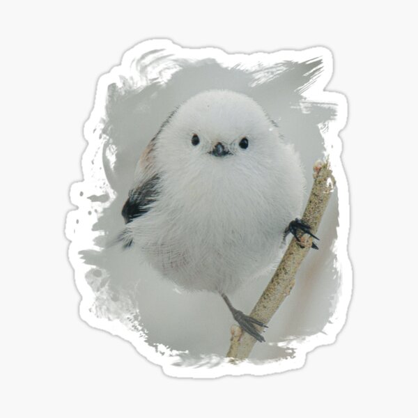 "Cute shima enaga bird Japanese cotton ball Japanese white fluffy ...