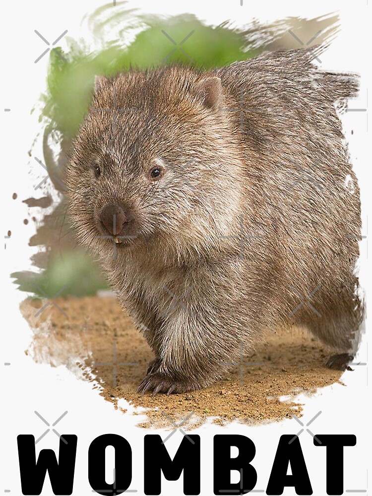 "Australian Wombat Cute Wombat Baby Wombat " Sticker for Sale by ...