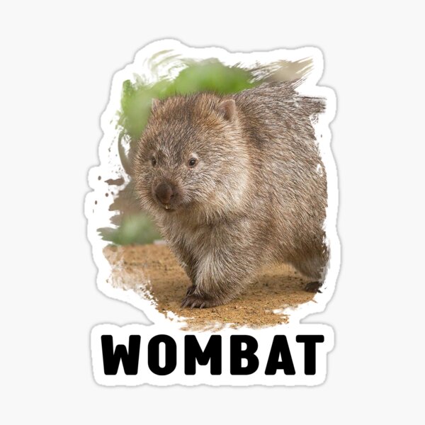 "Australian Wombat Cute Wombat Baby Wombat " Sticker for Sale by ...