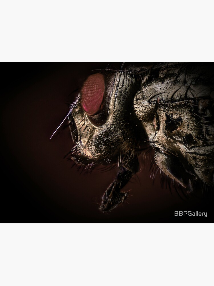 "The horror fly | Macro photography of a common housefly" Sticker for ...
