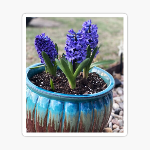"Hyacinth Flower" Sticker by hashbrown10 | Redbubble