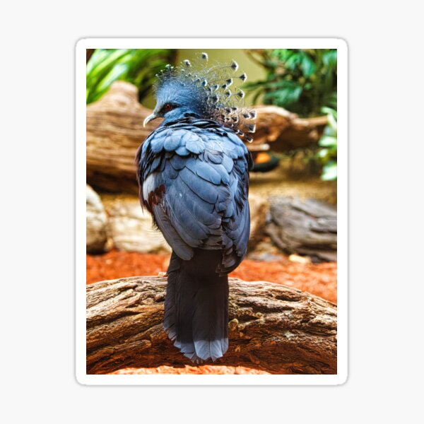 "National Aviary Bird" Sticker by KDartisticeye | Redbubble