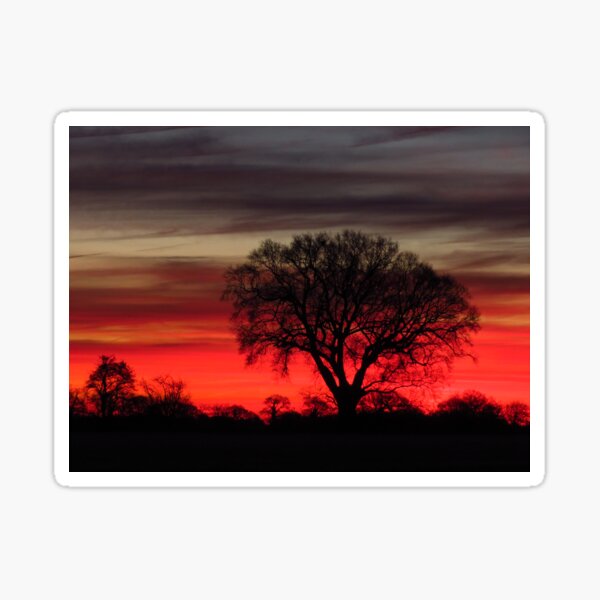 "Tree Silhouette, Red Dawn" Sticker for Sale by wiggyofipswich | Redbubble