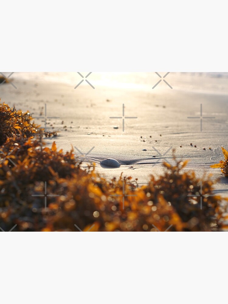 "Seashell By The Seashore" Poster for Sale by yyen2021 | Redbubble