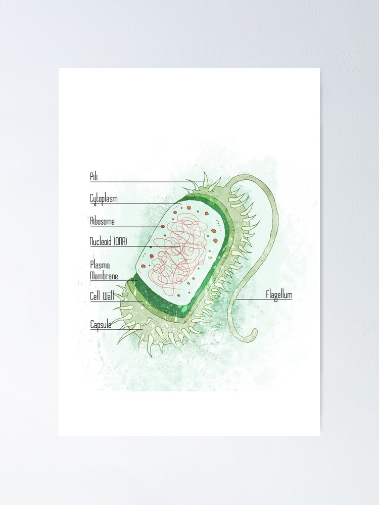 "Bacteria Cell" Poster by randoms | Redbubble