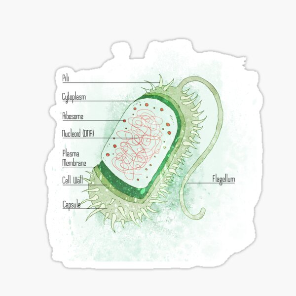 "Bacteria Cell" Sticker by randoms | Redbubble