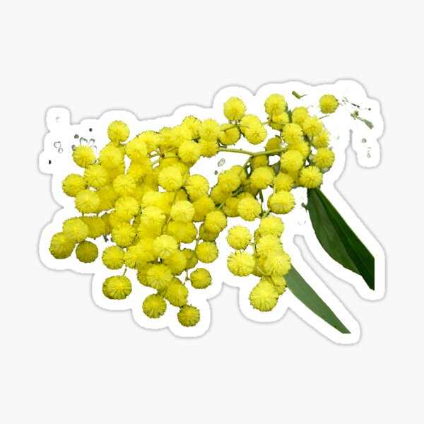 "Mimosa" Sticker for Sale by Lucia-Vladimir | Redbubble