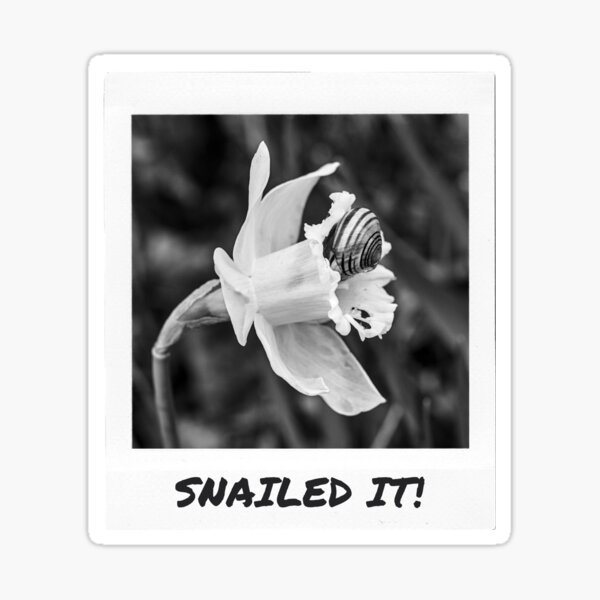 "Snailed it 2 " Sticker for Sale by miikanamoments | Redbubble
