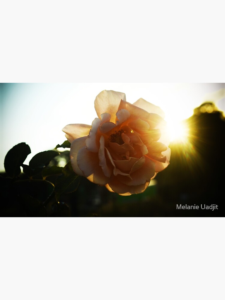 "Regina Sun" Poster for Sale by HecateBast | Redbubble