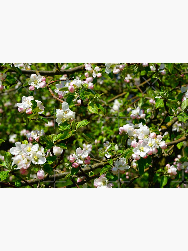 "Apple tree" Sticker by nikawanders | Redbubble