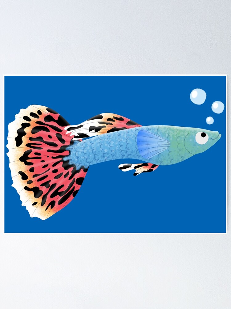 "Cute fancy guppy cartoon illustration" Poster by FrogFactory | Redbubble