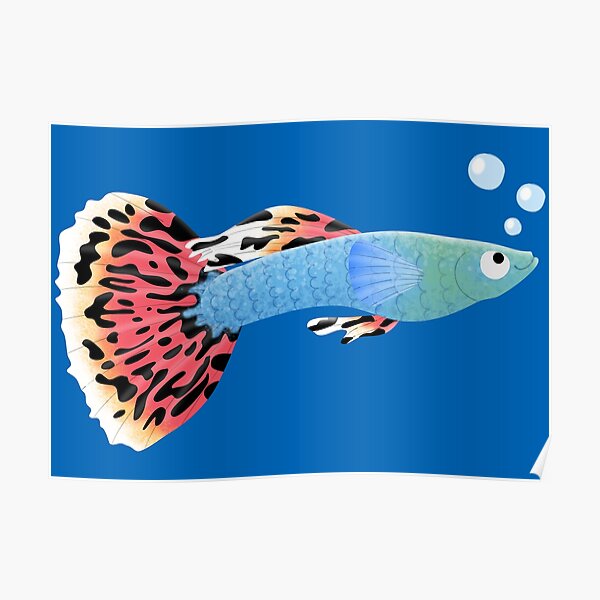 "Cute fancy guppy cartoon illustration" Poster by FrogFactory | Redbubble
