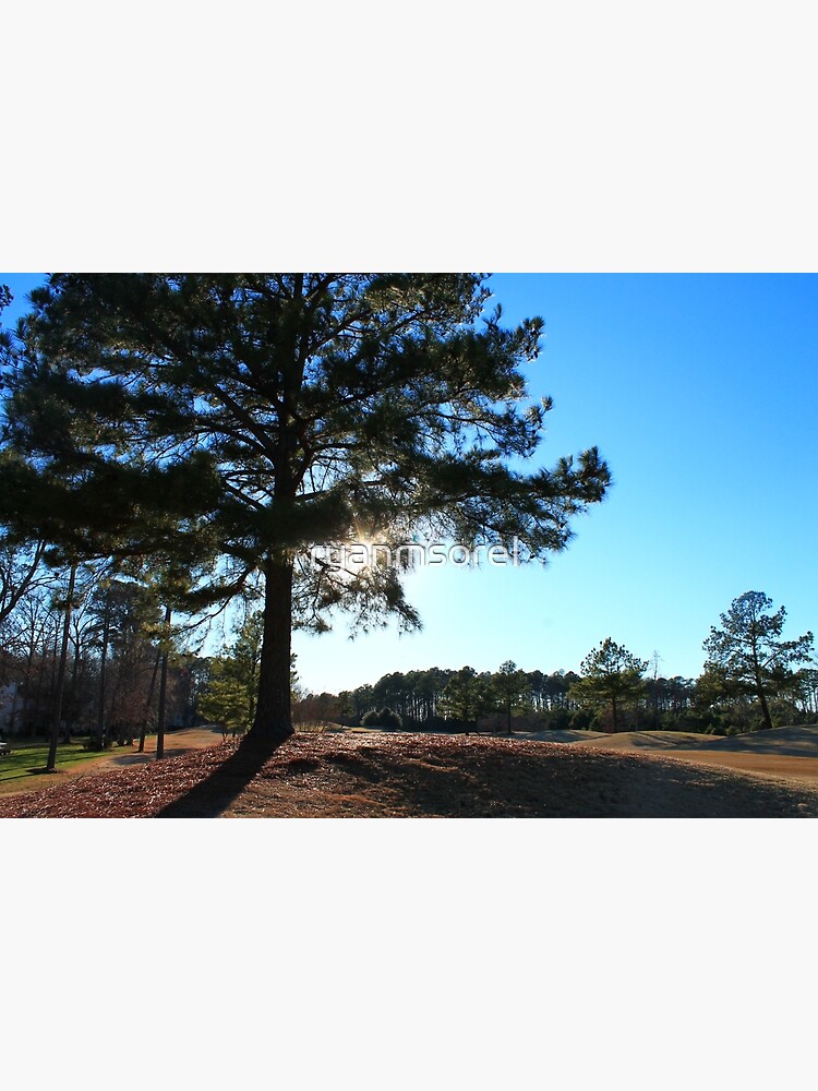 "Loblolly Pine" Art Print for Sale by ryanmsorel | Redbubble
