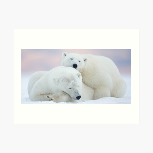 Impression artistique « Toile ours polaire, ours polaire, animal ...