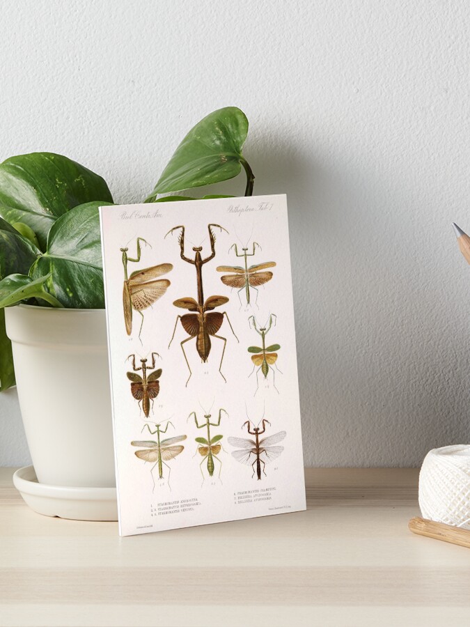 Praying Mantis Anatomy