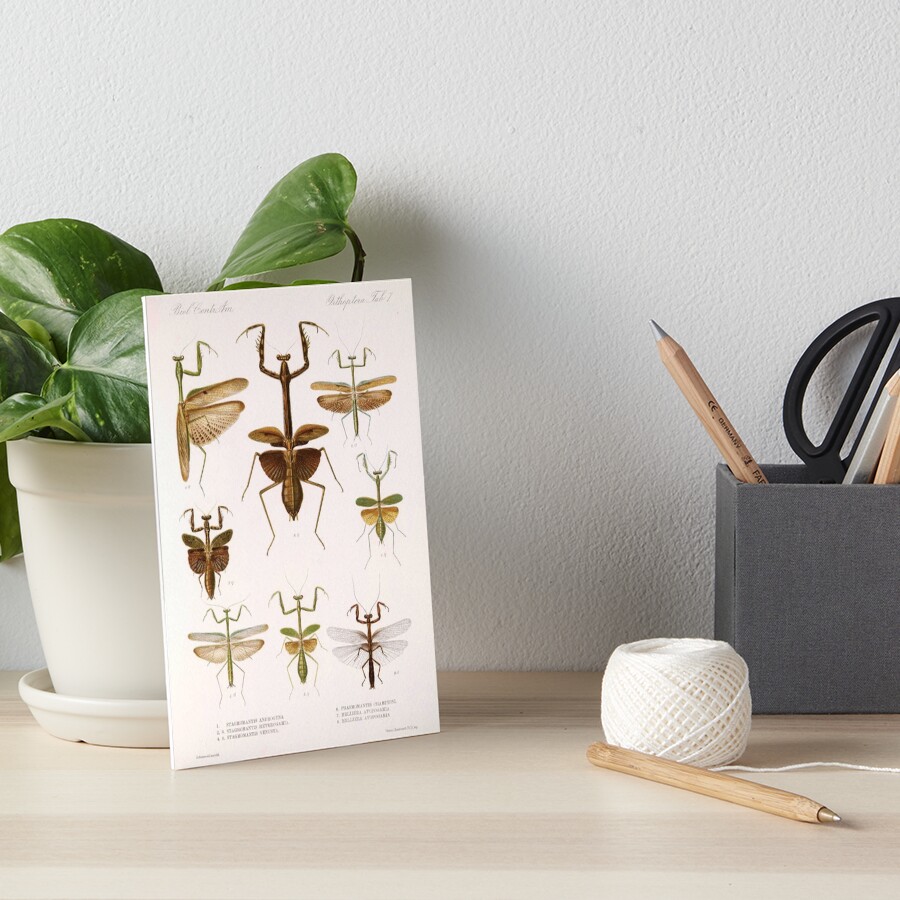 "Praying Mantis Vintage Diagram | Insect Anatomy | Entomology ...