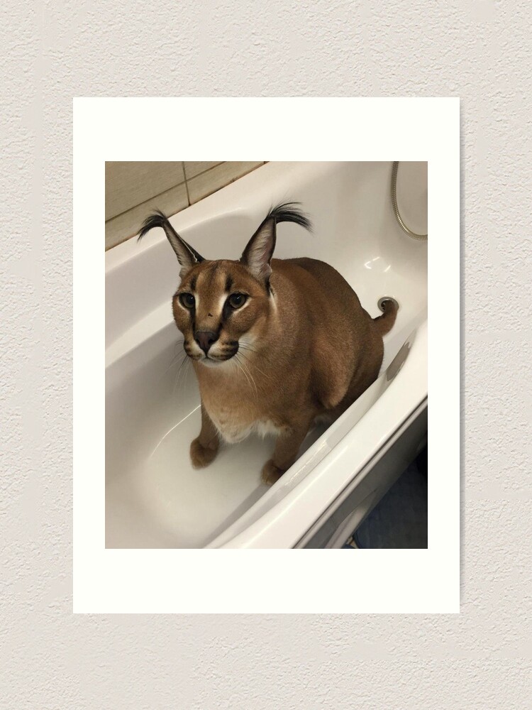 Lámina artística «Big Floppa en una bañera» de momdadcats | Redbubble