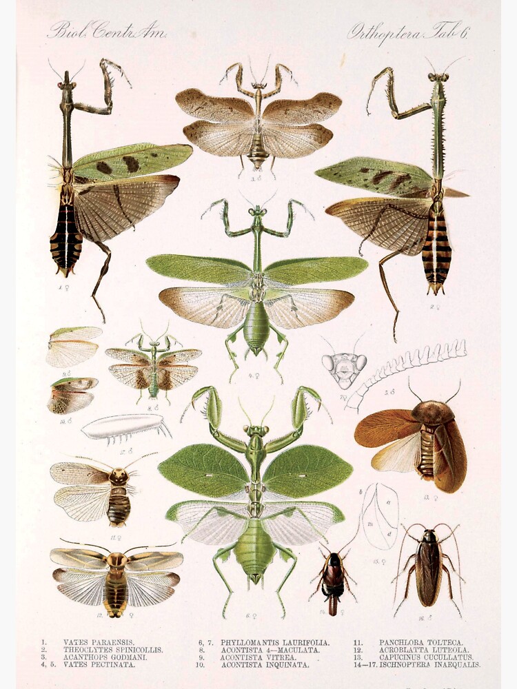 "Praying Mantis Vintage Diagram | Vintage Cockroach | Insect Anatomy ...