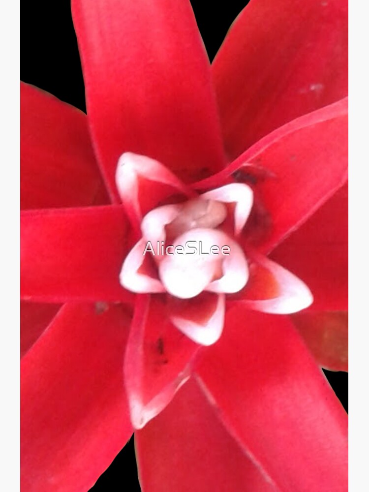 "Scarlet Star - Red Flower (Super Zoomed-in)" Sticker for Sale by ...