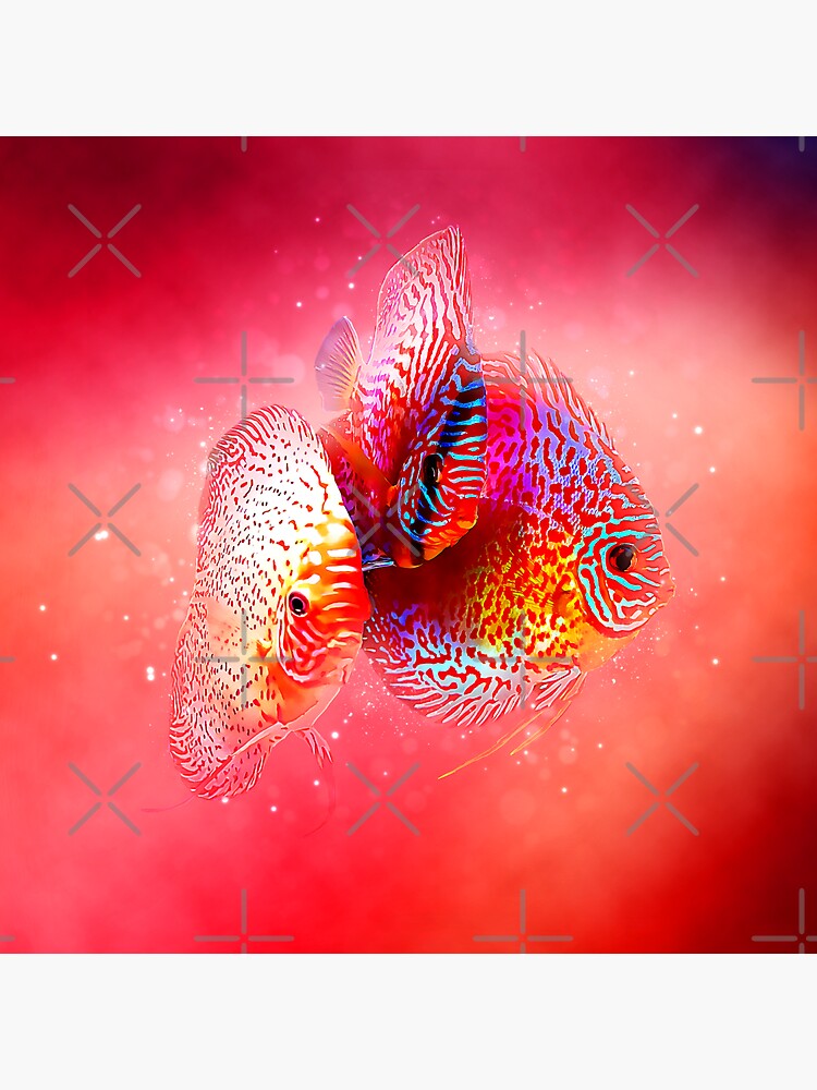 "Discus Fish Pair and Friend" Sticker for Sale by GFishy | Redbubble