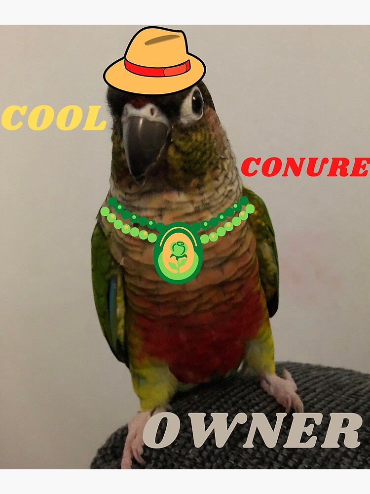 "Cool Conure Owner | Green Cheek Conure design Small Parrot | Parakeet ...