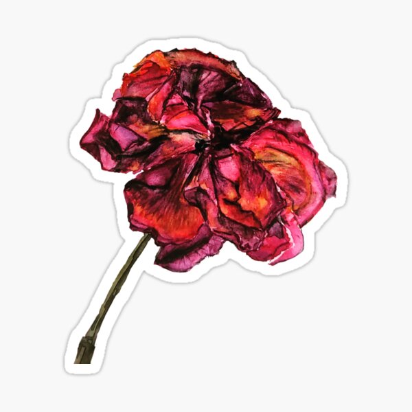 "Dried rose" Sticker by KhadijaFakhri | Redbubble