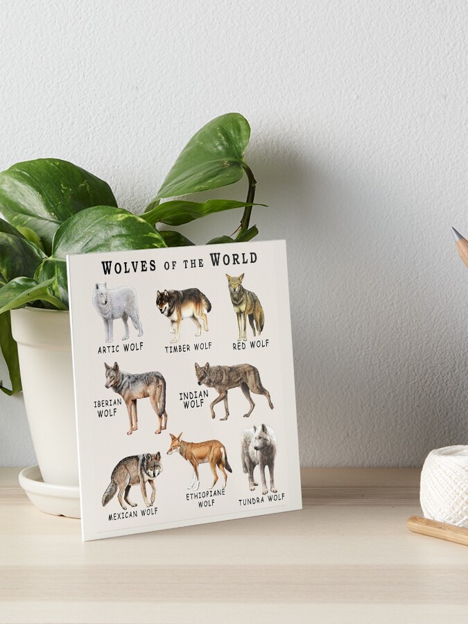 "Wolves of the World" Art Board Print for Sale by AzalaiBubbles | Redbubble