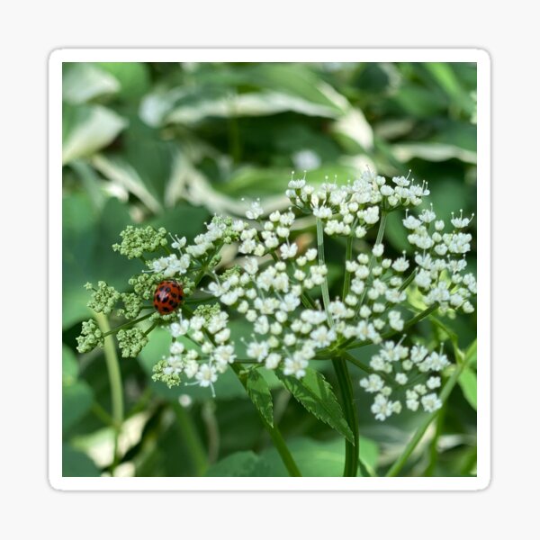 "Ladybug and Lace" Sticker for Sale by RugbyStickers | Redbubble