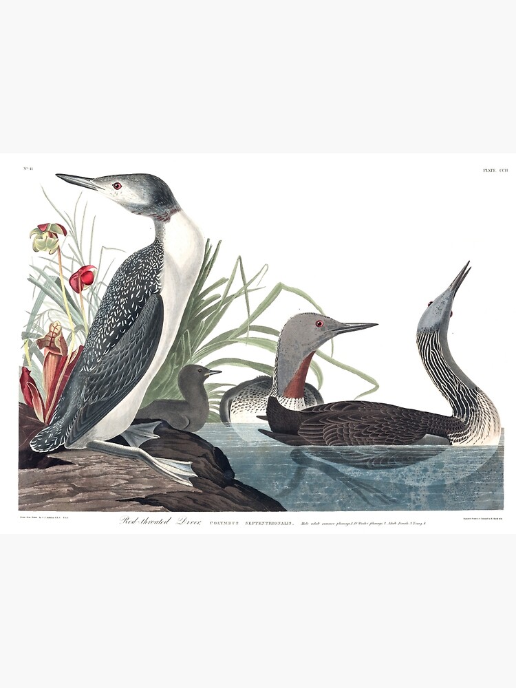 " Red-throated Loon - John James Audubon" Art Print for Sale by ...