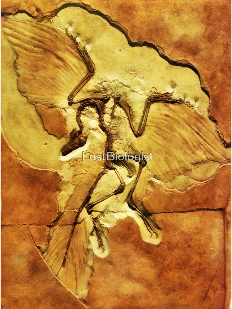 "Archaeopteryx- The Berlin Specimen fossil in sandstone colour print ...