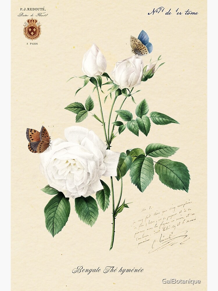 "White Bengal Tea Rose by Redouté, 1827 (édition classique)" Poster for ...